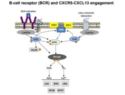 Targeting the SYK-BTK axis for the treatment of immunological and ...
